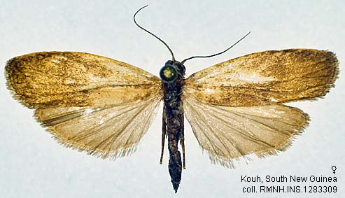Papua Insects Foundation (Lepidoptera/Erebidae(Arctiinae)/Lambula agraphia)
